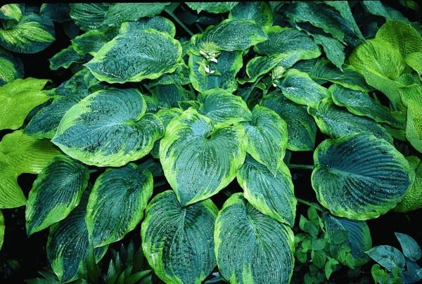 Hosta-Abiqua-Moonbeam | Ahner Florist