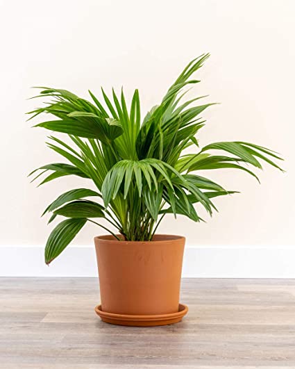 chinese palm | Ahner Florist